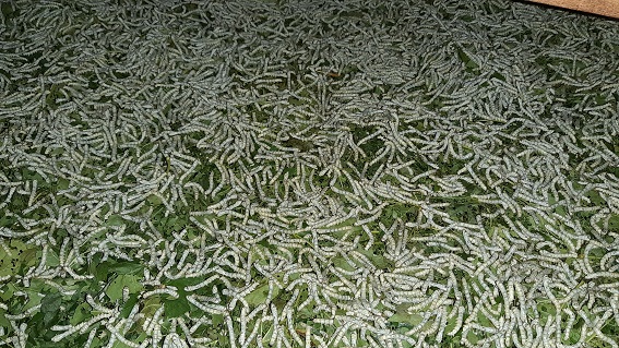 Fourmis comestibles Fourmis comestibles